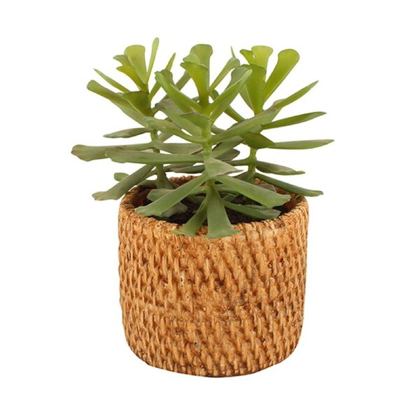 Maine & Crawford 18cm Succulent In Ceramic Weave Pot Artificial Fake ...