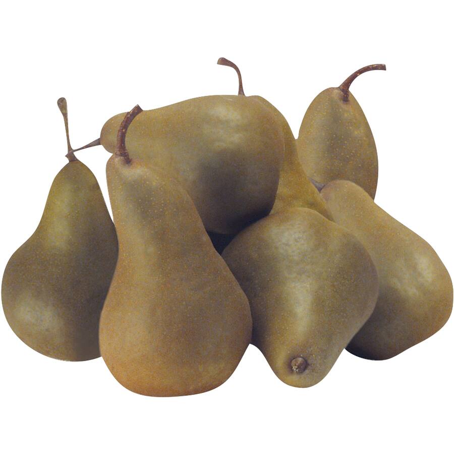 Images Of Bosc Pears Buy Fresh Fruit Pears Beurre Bosc Online At